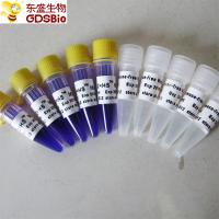 China HS Mix PCR Master Mix #P2082 5ml for sale