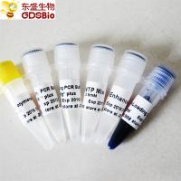 China Long Taq DNA Polymerase #P1062 250U for sale