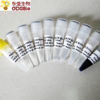 China Long Taq DNA Polymerase #P1064 1,000U for sale