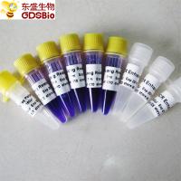 China Long Taq Kit PCR Master Mix #P3062 5ml for sale