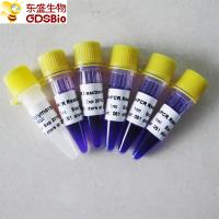 China PCR Kit PCR Master Mix #P3012 5ml for sale