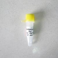 China R2031 20uL Random Hexamer Primer 6-Mer Colourless Appearance for sale