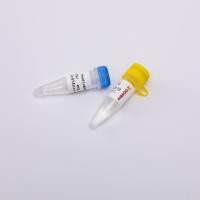 China Heat Labile Anti Contamination UDG Enzyme Molecular Biology R5001 for sale