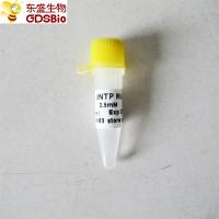 China dNTP Mix for PCR qPCR P9011 1ml for sale
