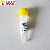 China dNTP Mix for PCR qPCR P9012 0.5ml for sale