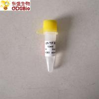 China dNTP Mix for PCR qPCR P9013 1ml for sale