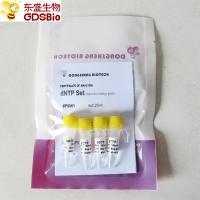 China dNTP Set for PCR qPCR P9061 250μl×4 for sale
