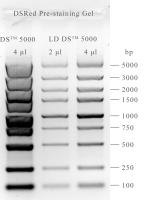 China Non Toxic DSRed Nucleic Acid Gel Stain 10000x 0.5ml for sale
