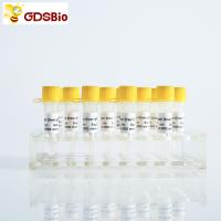 China Power Green QPCR Mix Low ROX+ for ABI roche Real Time PCR 5ml for sale