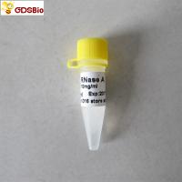 China 1ml RNase A Solution N9041  Colourless Solution for sale