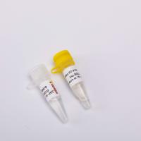 China 2X One Step RT PCR Mix For RNA Reverse Transcription RP1001 for sale