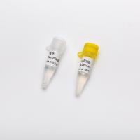 China Multiplex Probe qPCR Mix for DNA real time PCR 100ml for sale