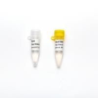 China P2801-5 Real Time PCR Mix Concentrated Premix Direct Multiplex Probe QPCR Mix Plus U P2802 5ml for sale