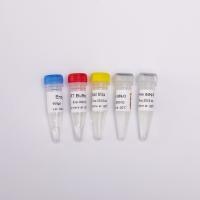 China RT PCR Mix For Reverse Transcriptase PCR Reagents R1031 100 Rxns for sale