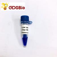 China 100bp 300bp LD Low Ladder DNA Marker Electrophoresis for sale