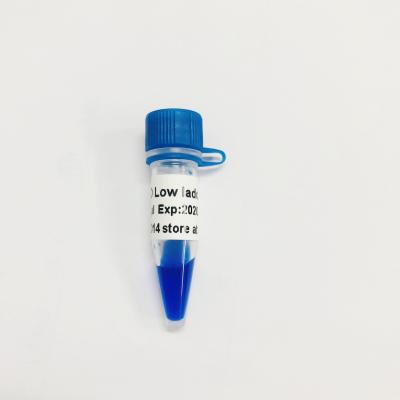 China 100bp 300bp LD Low Ladder DNA Marker Electrophoresis for sale