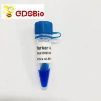 China 50 Preps GDSBio DNA Size Markers Gel Electrophoresis LD Marker 4 for sale