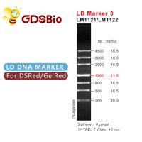 China GDSBio LD Marker 3 DNA Marker Electrophoresis 60 Preps for sale