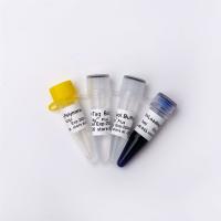 China Taq DNA Polymerase for DNA Amplification for sale