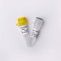 China Optimus Hotstart Taq DNA Polymerase PCR Reagent Enzyme P1041 for sale