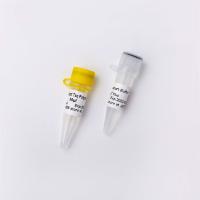 China Optimus Hotstart Taq DNA Polymerase PCR Reagent Enzyme P1041 for sale