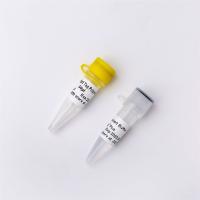 China Optimus Hotstart Taq DNA Polymerase PCR Reagent Enzyme P1041 for sale
