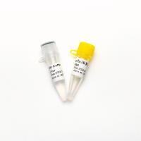 China QPCR Hotstart Taq DNA Polymerase RT-PCR Enzyme P1101 for sale