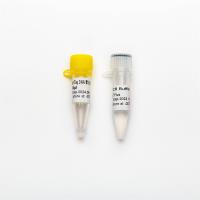 China QPCR Hotstart Taq DNA Polymerase RT-PCR Enzyme P1101 for sale