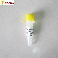 China R2031 20uL Random Hexamer RNA Reverse Transcriptase Primer 6-Mer for sale