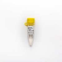 China RNase Free DATP DCTP DGTP DTTP DNTP Mix R2051 0.5ml for sale