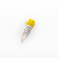 China RNase Free DATP DCTP DGTP DTTP DNTP Mix R2051 0.5ml for sale