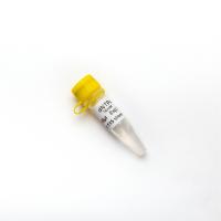 China RNase Free DATP DCTP DGTP DTTP DNTP Mix R2051 0.5ml for sale