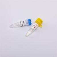 China Heat Labile Anti Contamination UDG Enzyme Molecular Biology For QPCR R5001 1 U/μL for sale