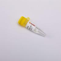 China Heat Labile Anti Contamination UDG Enzyme Molecular Biology For QPCR R5001 1 U/μL for sale