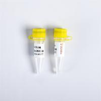China P1113 PCR Master Mix Bst DNA Polymerase Exonuclease Minus 8000 U/mL for sale