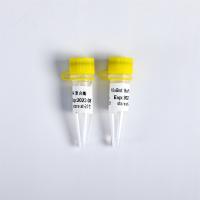 China P1113 PCR Master Mix Bst DNA Polymerase Exonuclease Minus 8000 U/mL for sale