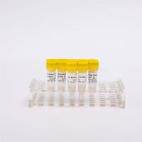 China NGS Multiplex 100X Amplification Fidelity PCR Master Mix 400 Reactions Colourless for sale