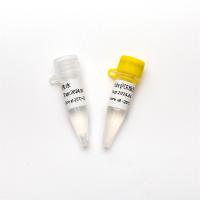 China P2801-2 Real Time PCR Reagent Mix Direct Multiplex Probe QPCR Mix Plus U With Udg Enzyme P2802 5ml for sale