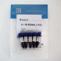 China 6× Gel Loading Dye Three Color DNA Electrophoresis Buffer EDTA 1mlx5 for sale