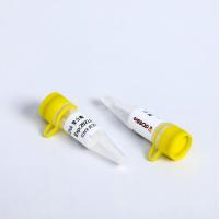 China Taq Antibody #P9131 #P9132 for sale