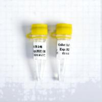 China Professional T4 DNA Polymerase #K011 for sale