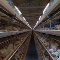 China H Type Automatic Broiler Chicken Cage System with 19x15mm and 25.4x19mm Mesh Options for Poultry Farms for sale