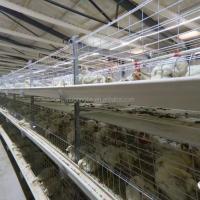 China Hot Dip Galvanized H-Type Automatic Battery Cage for Broiler Chickens with 19x15mm and 25.4x19mm Grid Sizes for sale