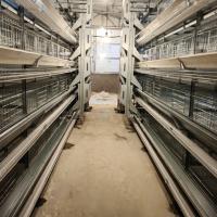 China Hot Dip Galvanized H-Type Automatic Battery Cage for Broiler Chickens with 19x15mm and 25.4x19mm Grid Sizes for sale