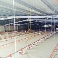 China Galvanized Broiler Chicken Floor System with 19x15mm & 25.4x19mm Mesh Grids for Poultry Farming for sale