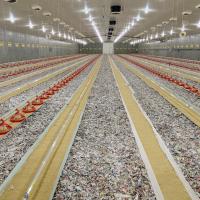 China Broiler Chicken Floor System with 19x15mm & 25.4x19mm Mesh Options for Large Poultry Farms for sale