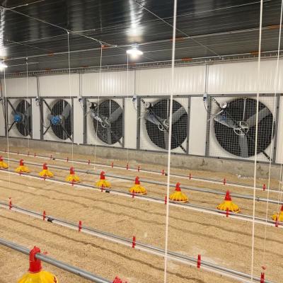China Automatic Broiler Chicken Floor System with 19x15mm & 25.4x19mm Galvanized Mesh for Poultry Farming for sale
