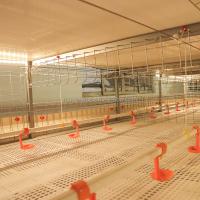 China Automatic Broiler Chicken Cage System with 19×15mm & 25.4×19mm Grid Conveyor Belt for Poultry Farming for sale