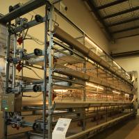 China Automatic Broiler Chicken Cage System with 19×15mm & 25.4×19mm Grid Conveyor Belt for Poultry Farming for sale