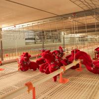 China Automatic Broiler Chicken Cage System with 19×15mm & 25.4×19mm Grid Conveyor Belt for Poultry Farming for sale